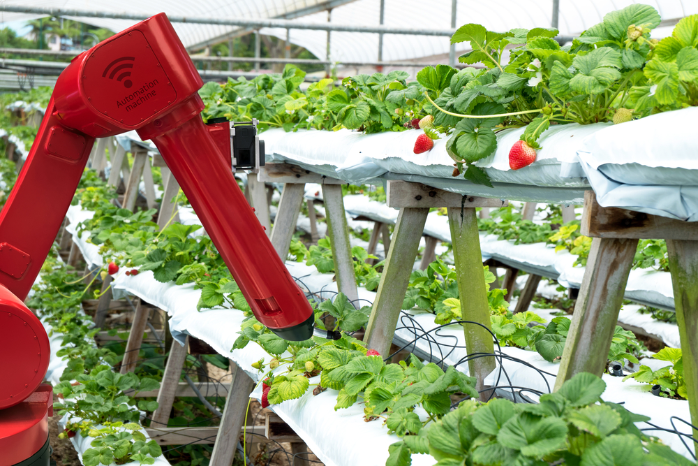 Could a robot pick your peaches? How AI could transform global fruit ...